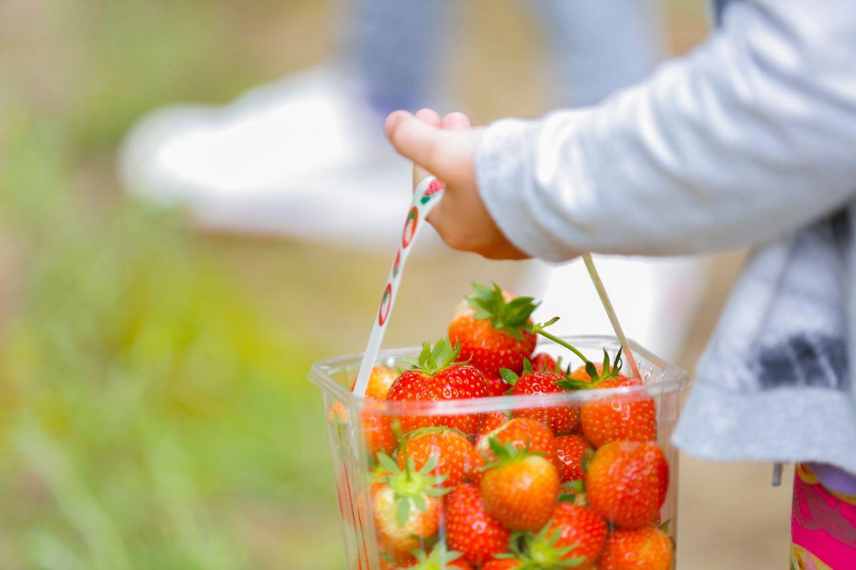 Do Strawberries Ripen After Picked? - Evergreen Blooming