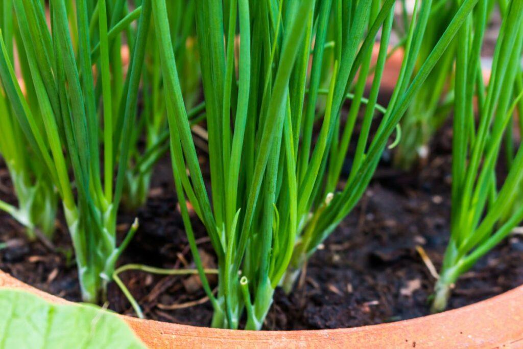 How To Grow Onions In Pots