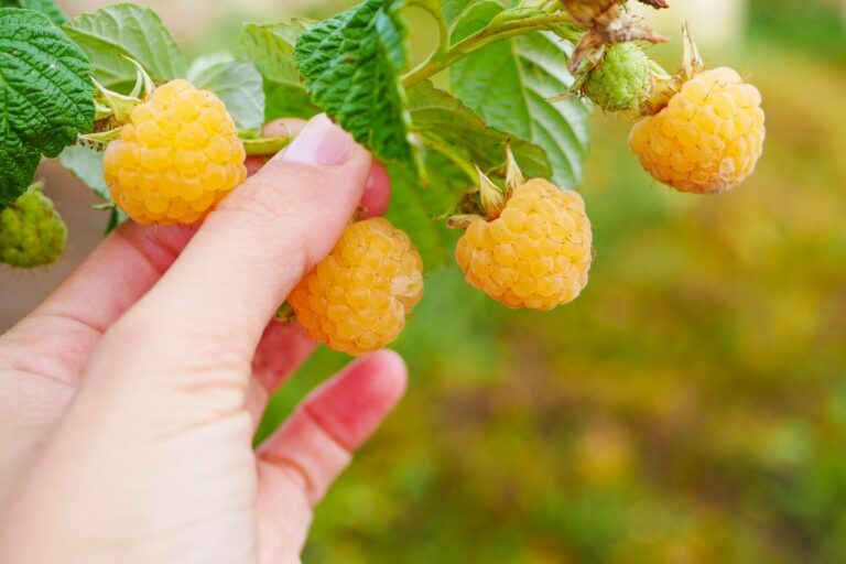 What Color Are Raspberries?