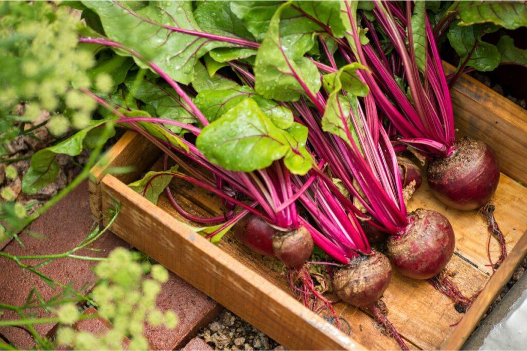 When Are Beets In Season?