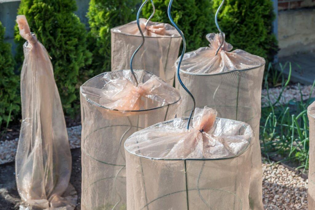 When To Cover Tomato Plants At Night: Cold Protection