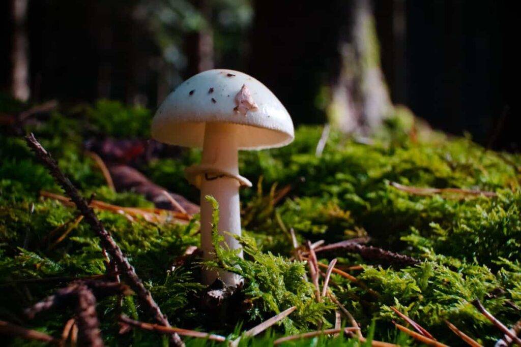 Understanding Fungi: The Unique Classification Of Mushrooms
