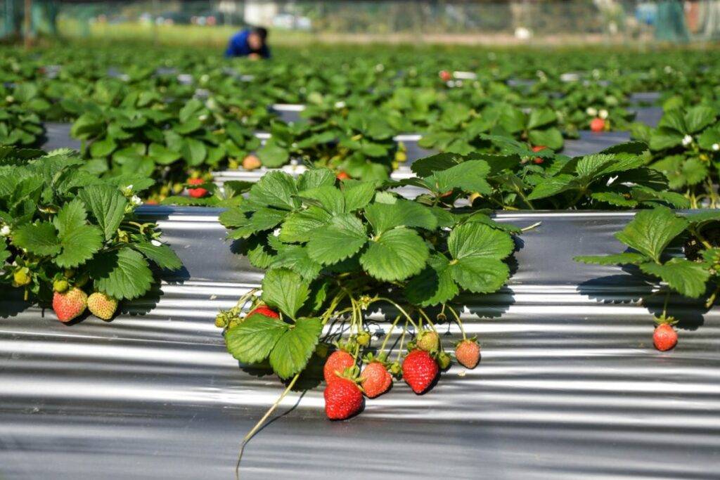 Fascinating Growing Strawberries In Texas Photos