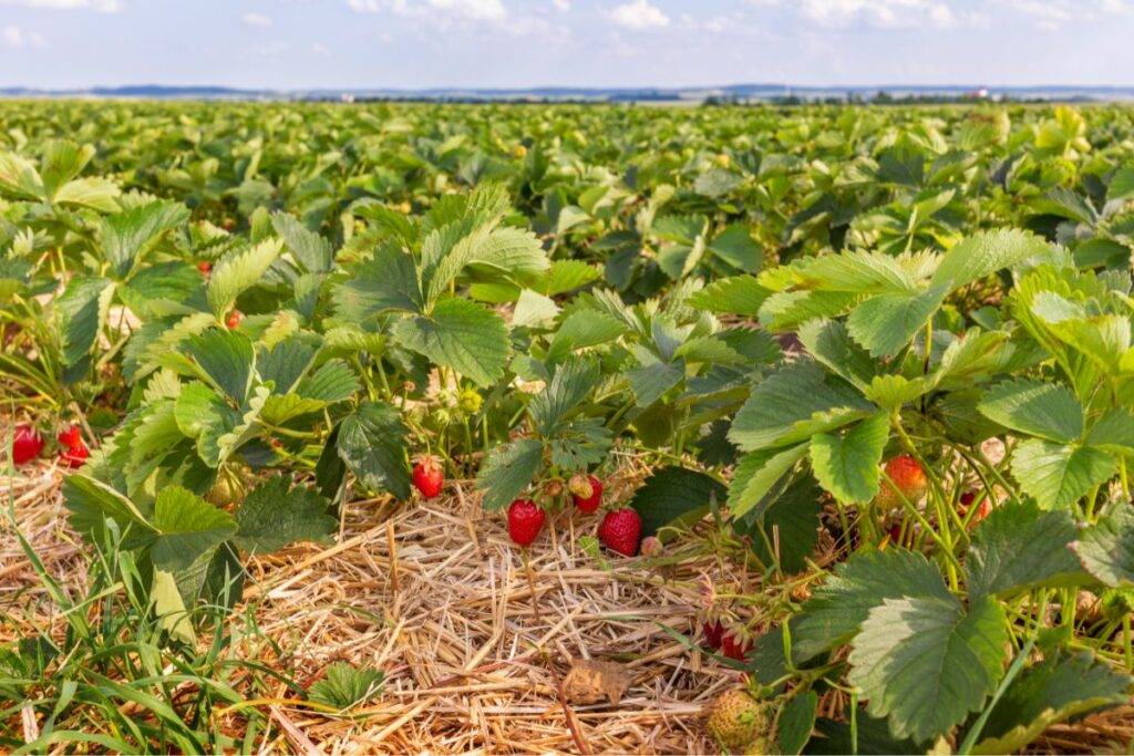 Fascinating Growing Strawberries In Texas Photos
