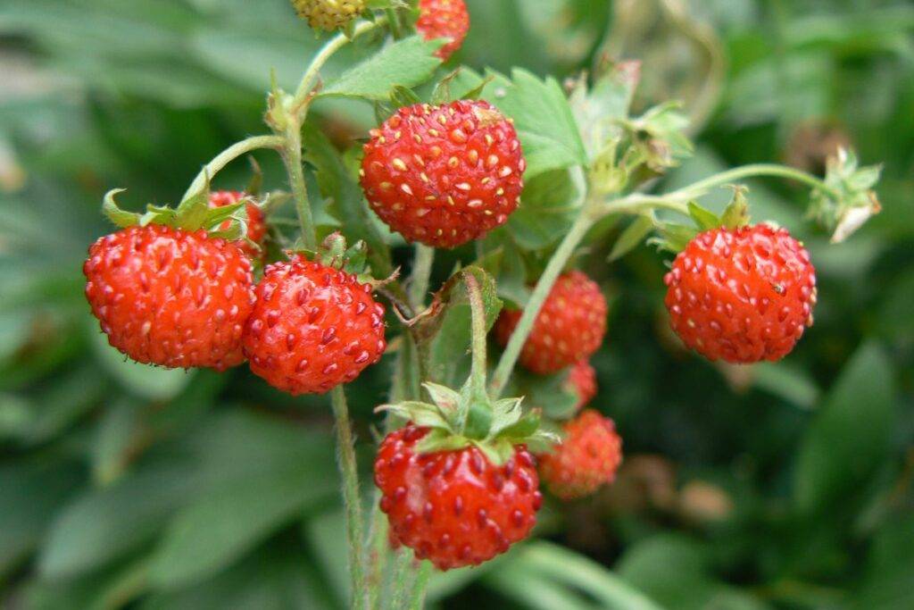 How To Grow Wild Strawberries