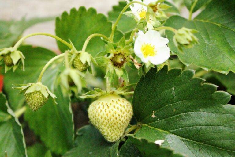 How To Pollinate Strawberries