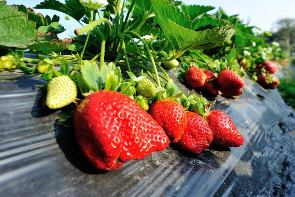 How To Protect Strawberries From Birds