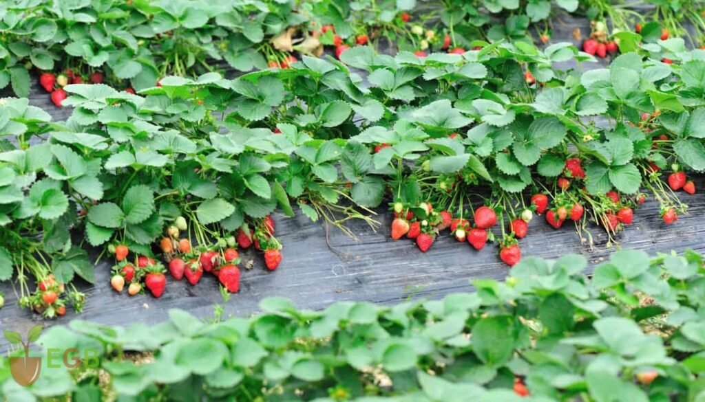 How To Keep Strawberries Off The Ground? Protect Your Strawberry Garden ...