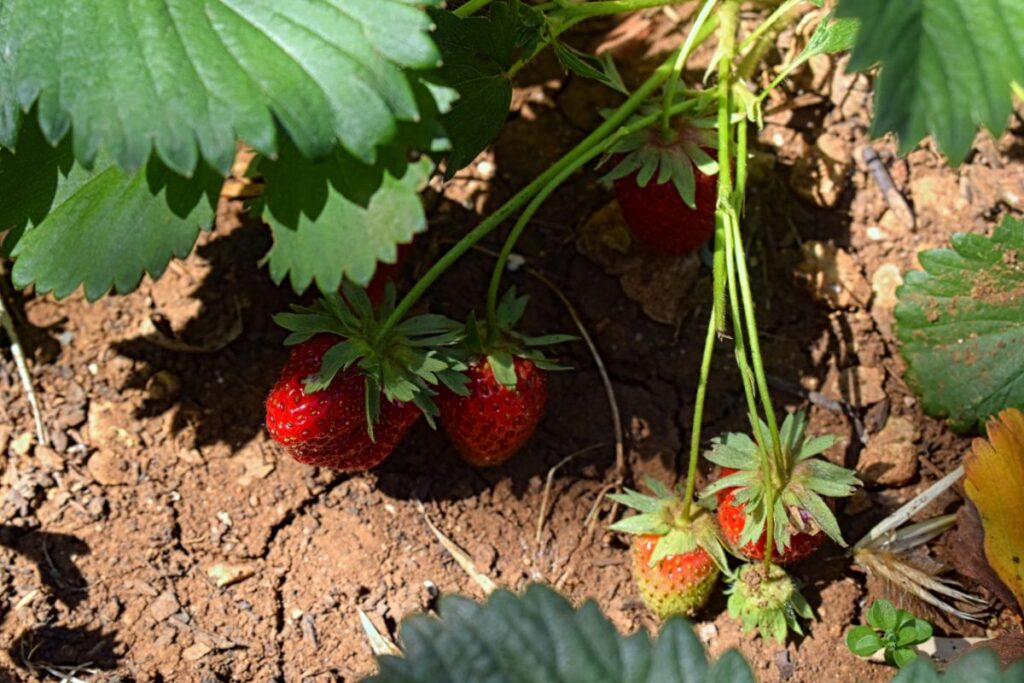 When To Plant Strawberries In Southern California