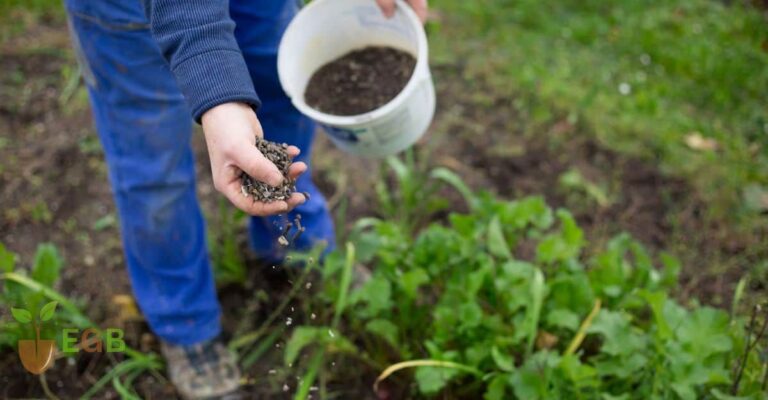 8 Best Organic Fertilizers For Tomatoes
