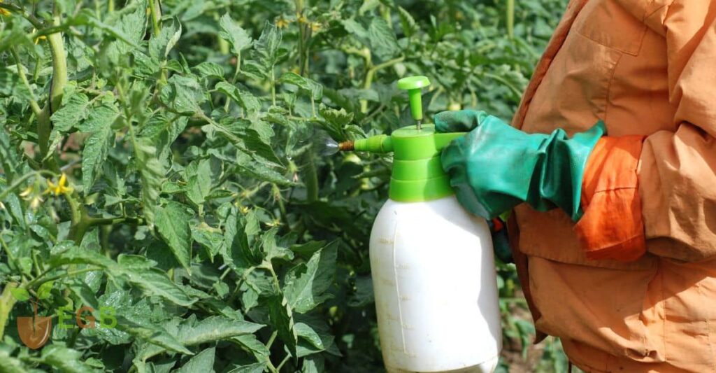 8 Best Organic Fertilizers For Tomatoes