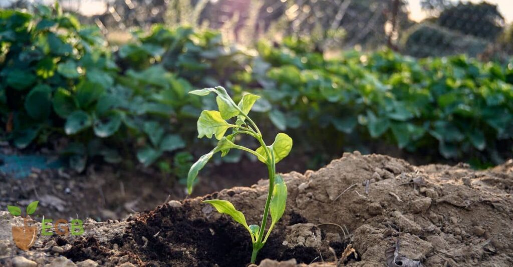 8 Best Organic Fertilizers For Tomatoes