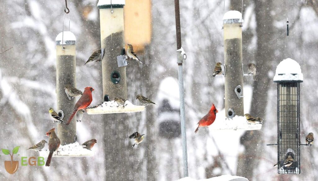 7 Best Bird Feeders For Attracting Wild Birds To Your Garden 2025