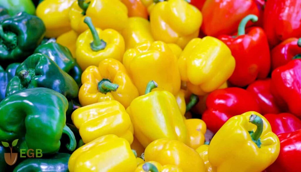 The Ultimate Guide On How To Grow Bell Peppers