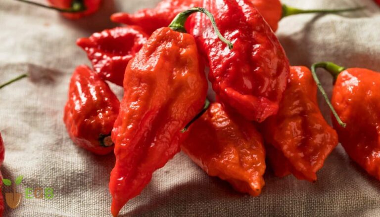 When To Pick Ghost Peppers: A Guide To Harvesting Spicy Heat