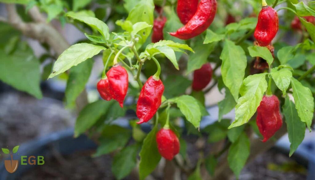 When To Pick Ghost Peppers: A Guide To Harvesting Spicy Heat