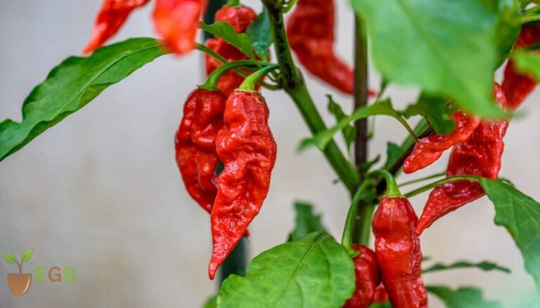 When To Pick Ghost Peppers: A Guide To Harvesting Spicy Heat