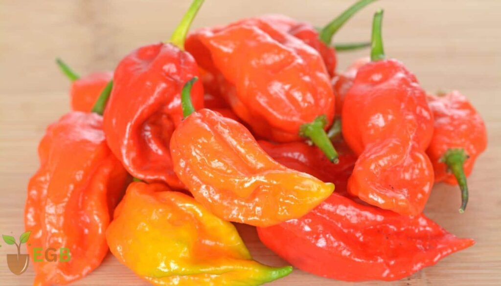 When To Pick Ghost Peppers: A Guide To Harvesting Spicy Heat