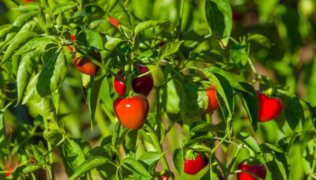 Exploring Sweet, Hot Cherry Peppers: A Guide To Varieties And Uses
