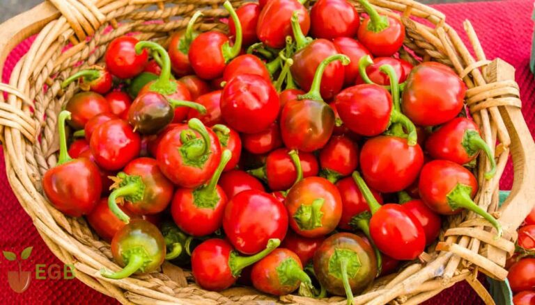 Exploring Sweet, Hot Cherry Peppers: A Guide To Varieties And Uses