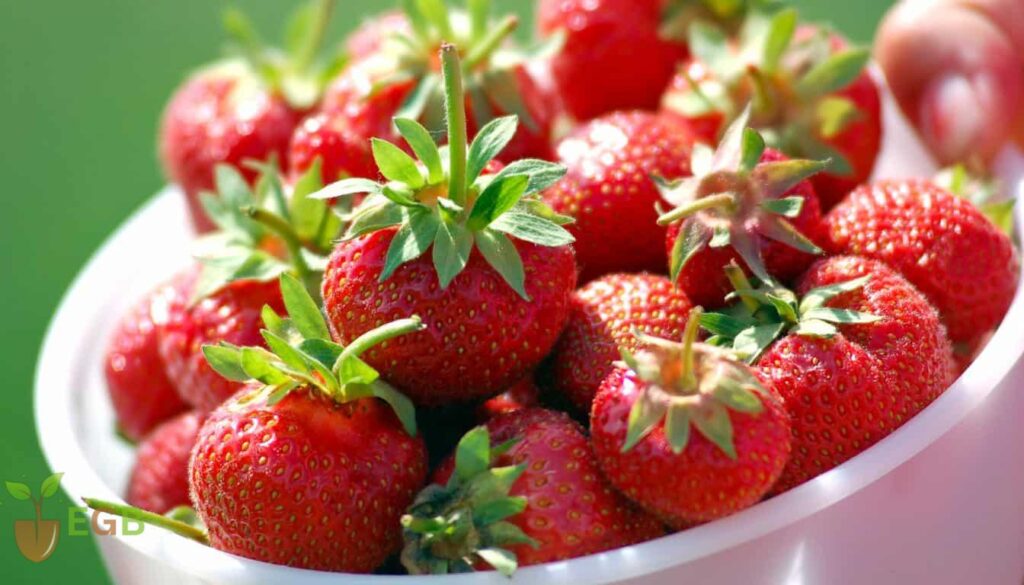 How To Tell If Strawberries Are Bad Or Safe To Eat: 5 Key Signs!
