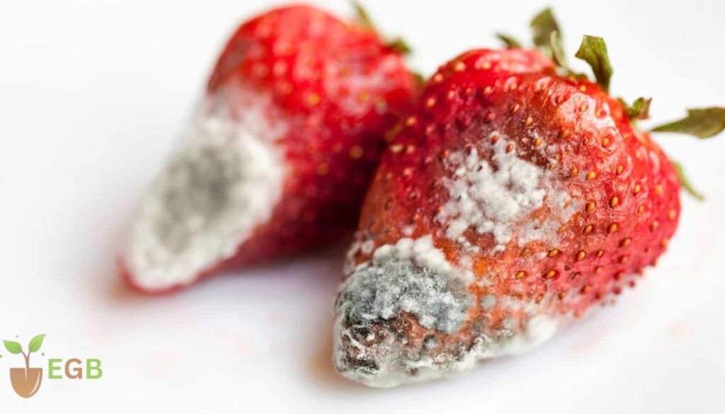 How To Tell If Strawberries Are Bad Or Safe To Eat: 5 Key Signs!