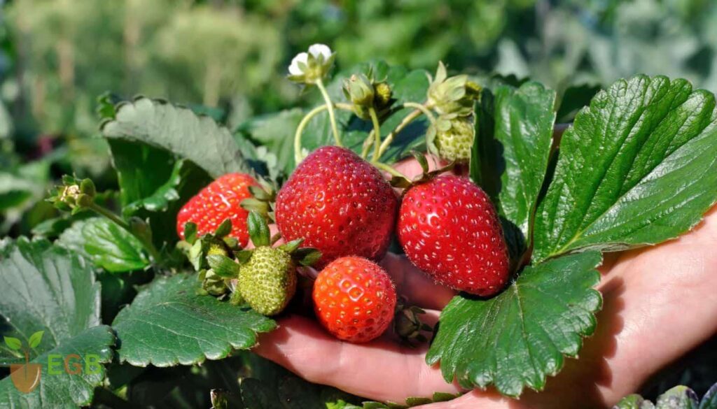 Why Are My Strawberries So Small? Causes And Solutions For Your ...