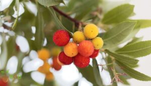 What Is A Strawberry Tree? The Ultimate Guide To Growing And Caring For ...