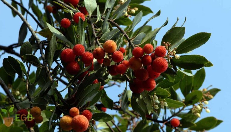 Do Strawberries Grow On Trees? Uncover The Facts And How To Plant And ...