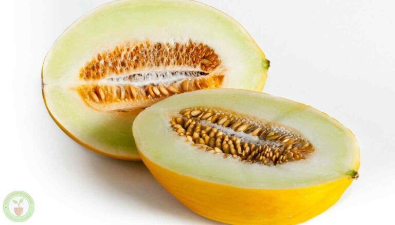 What Is A Canary Melon: Everything You Need To Know