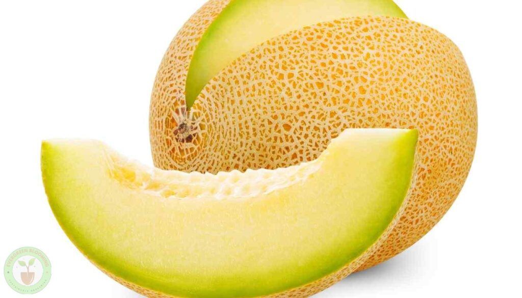 What Is A Galia Melon? Your Guide To This Unique And Flavorful Variety