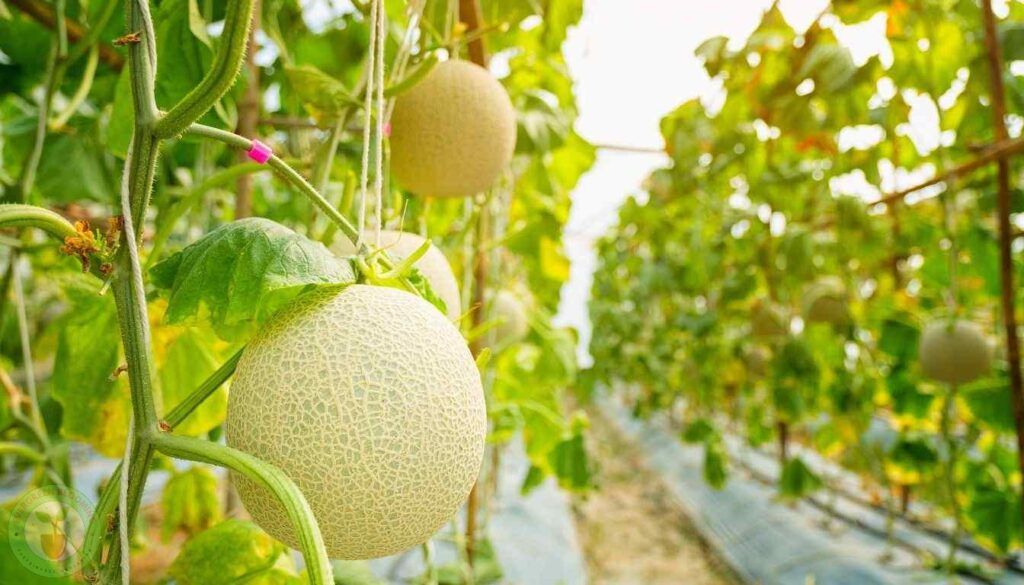 What Is A Galia Melon? Your Guide To This Unique And Flavorful Variety