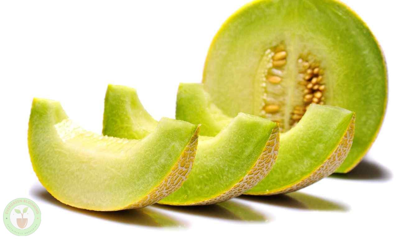 What Is A Galia Melon? Your Guide To This Unique And Flavorful Variety