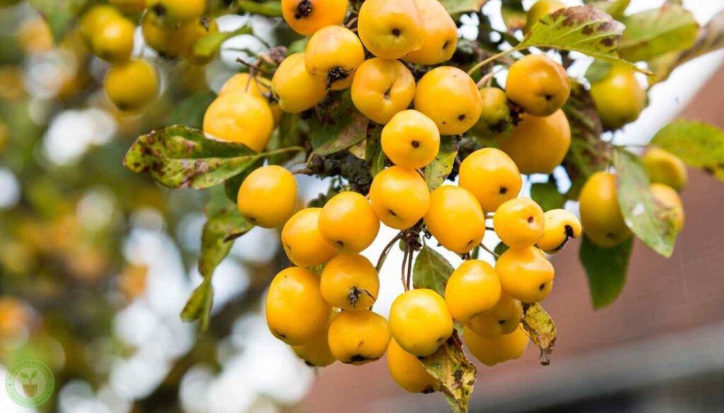 Can You Eat Crab Apples? A Guide To Wild Apple Safety