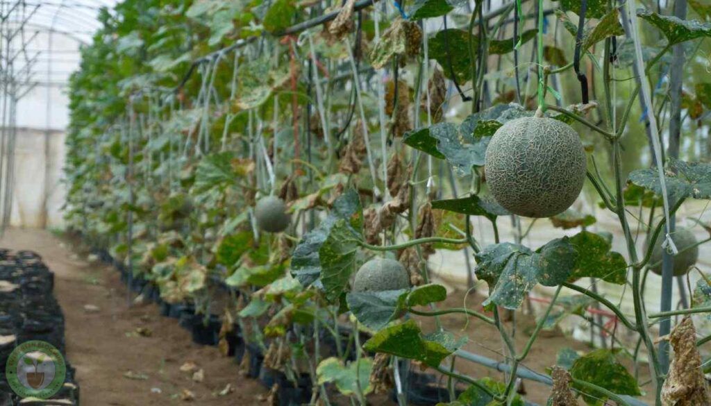 What Is A Rock Melon: Everything You Need To Know About This Fruit