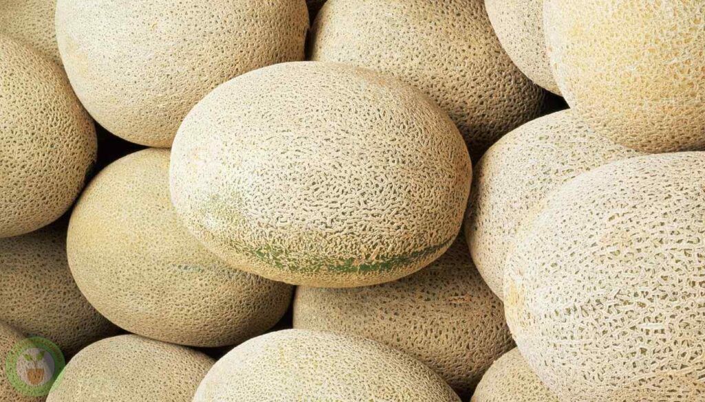 What Is A Rock Melon: Everything You Need To Know About This Fruit