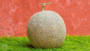 What Is A Rock Melon: Everything You Need To Know About This Fruit