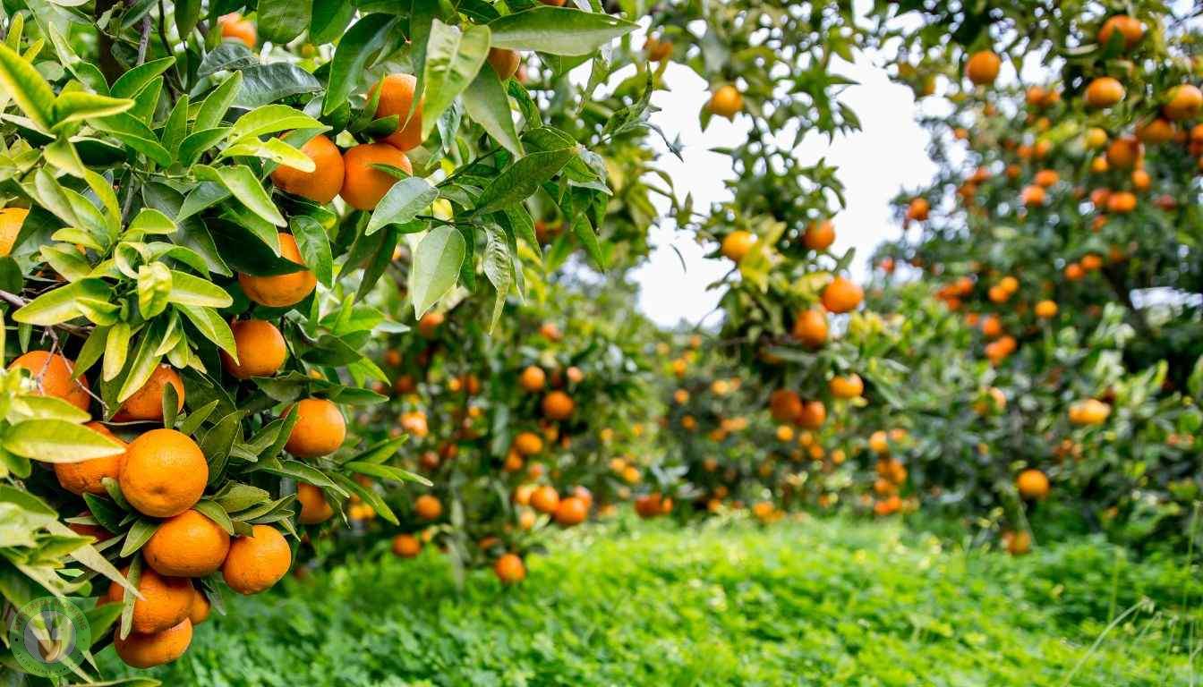 Top Citrus Fruit Varieties For Your Garden