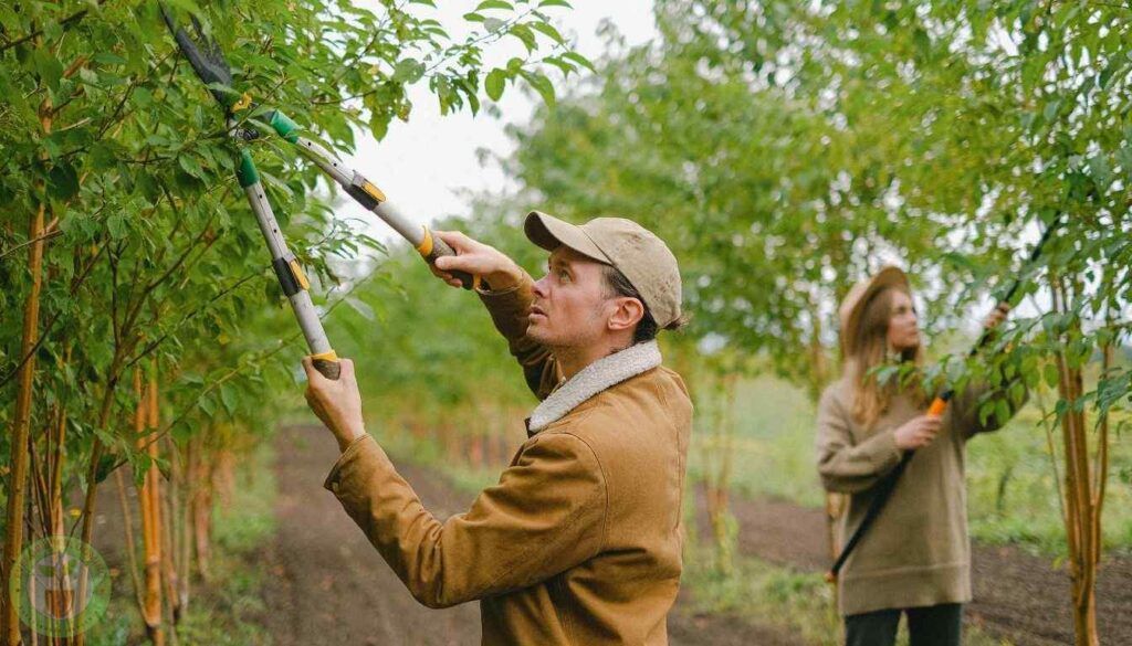 How To Prune A Pear Tree Like A Pro: A Step-by-Step Guide