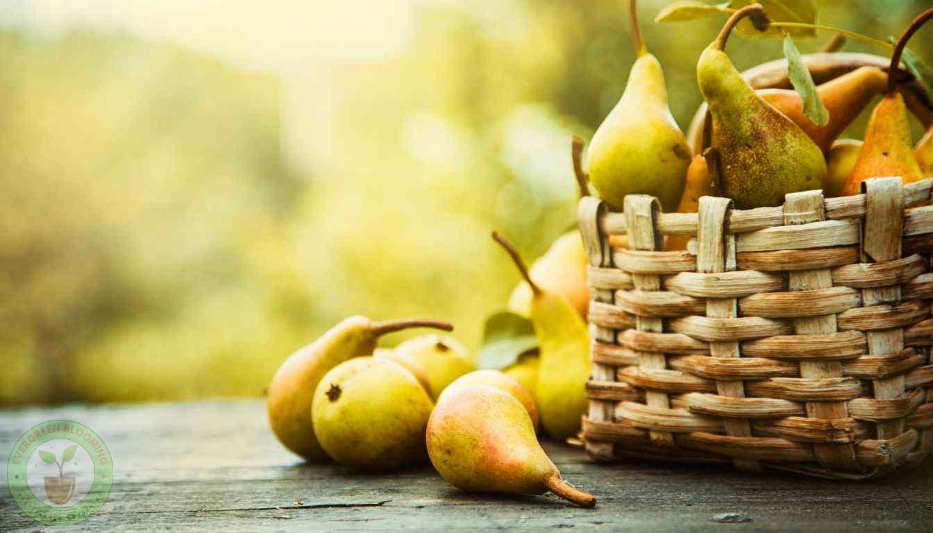 How To Prune A Pear Tree Like A Pro: A Step-by-Step Guide