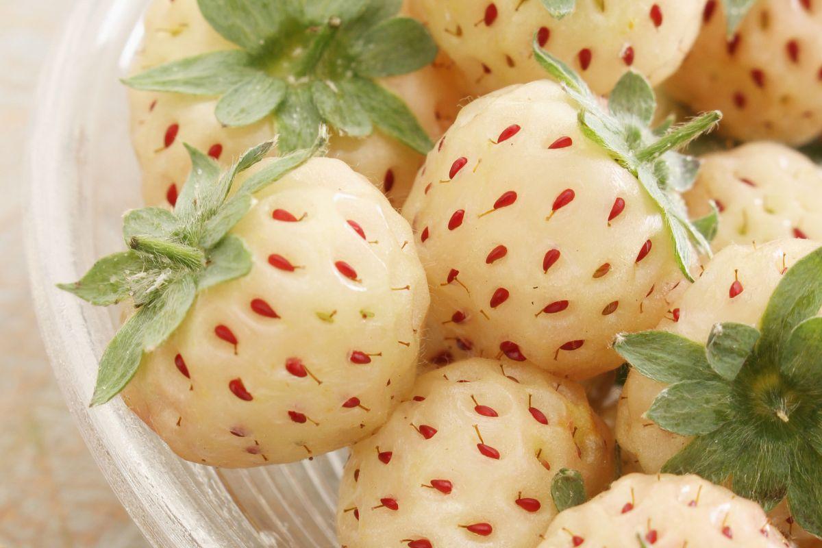 Are Pineberries Natural? - Evergreen Blooming