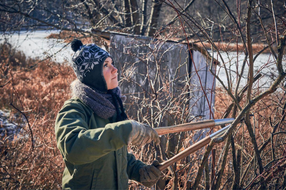 When To Prune Blueberries - Evergreen Blooming
