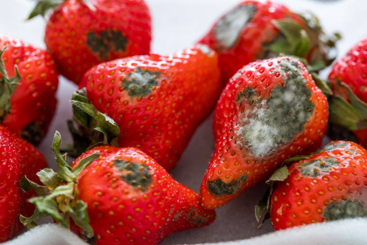 How To Revive Strawberries - Evergreen Blooming