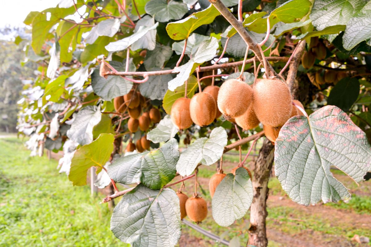 How To Pick Kiwi: Tips For Choosing The Perfect Kiwi Fruit