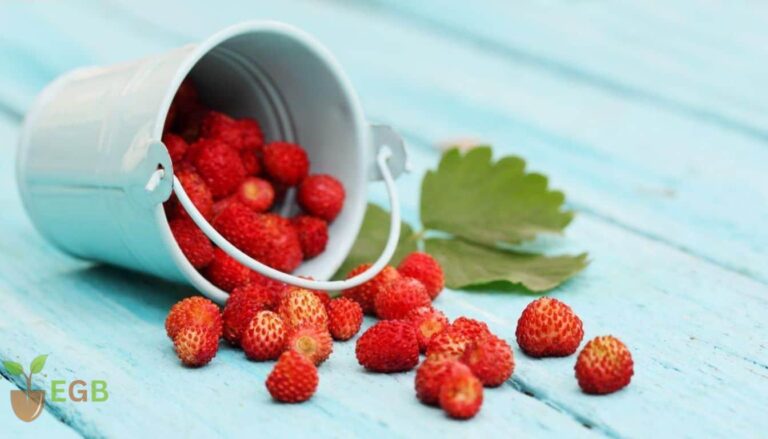 Why Are My Strawberries So Small? Causes And Solutions For Your ...