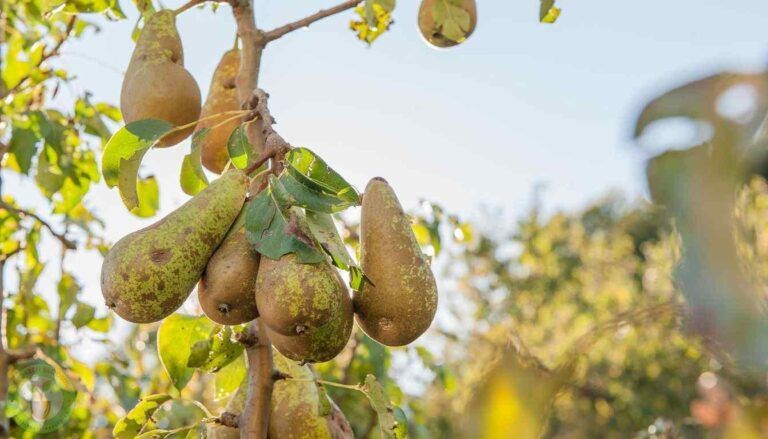 How To Store Pears - Best Tips For Fresh Fruit